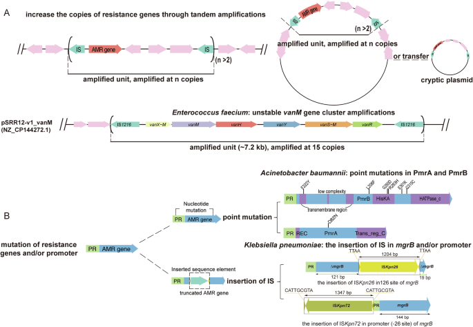 Epidemiology, mechanisms, and clinical impact of bacterial ...