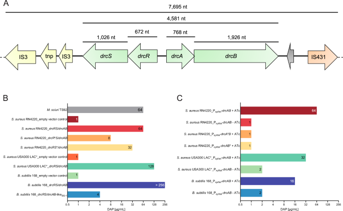 Emergence of transferable daptomycin resistance in Gram-positive ...