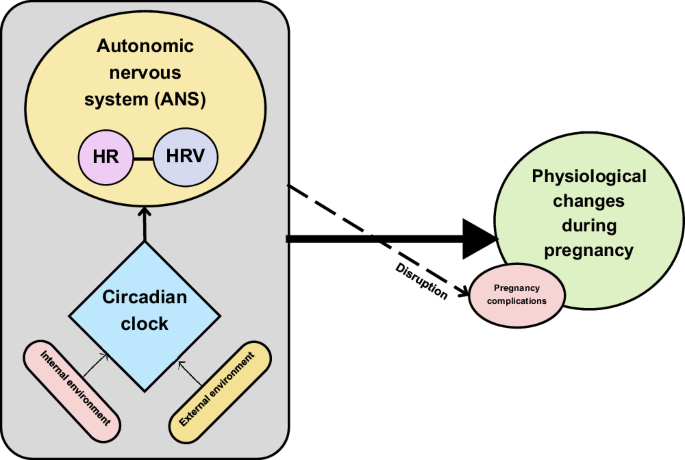 Circadian rhythm of heart rate and heart rate variability in pregnancy ...
