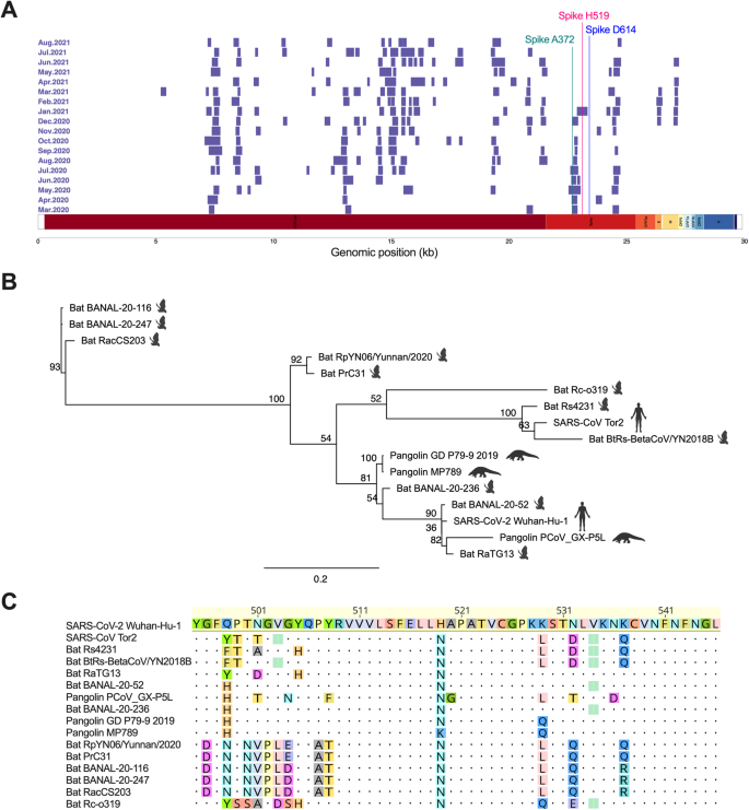 Evolution at Spike protein position 519 in SARS-CoV-2 facilitated ...