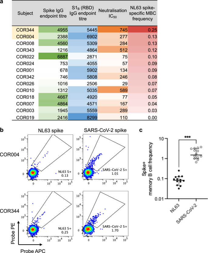 Potent neutralising monoclonal antibodies targeting the spike of NL63 ...