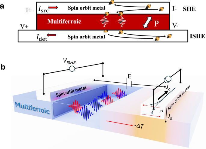 Magnon transport in multiferroic antiferromagnet | npj Spintronics