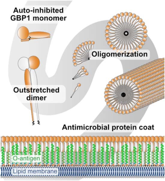 Structural insights into the activation mechanism of antimicrobial GBP1 ...
