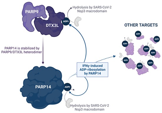 PARP14 is regulated by the PARP9/DTX3L complex and promotes interferon ...