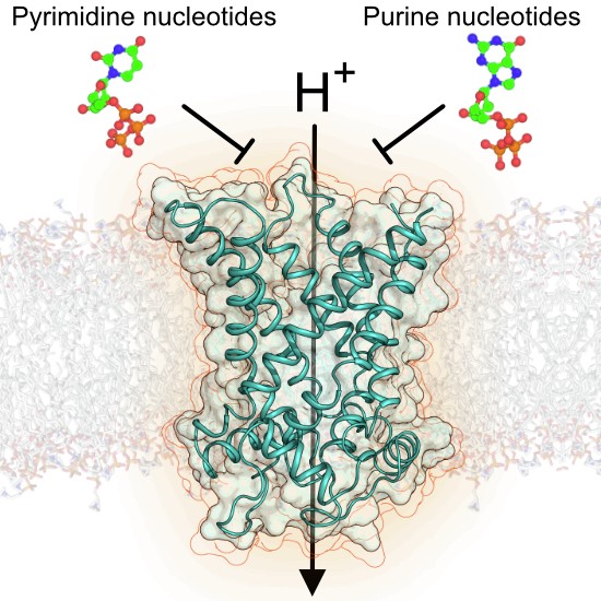 Proton conductance by human uncoupling protein 1 is inhibited by purine ...