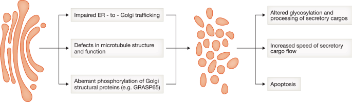The Golgi apparatus: adaptations to neuronal shape and functions | The ...