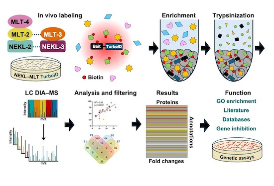 Integrating endogenous TurboID and data-independent acquisition mass ...
