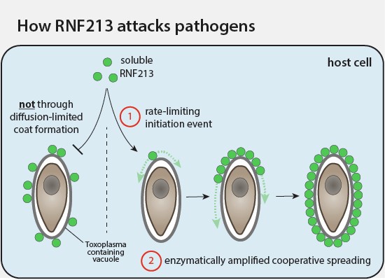 Recognition of phylogenetically diverse pathogens through enzymatically ...
