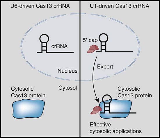 Cytosolic CRISPR RNAs for efficient application of RNA-targeting CRISPR ...