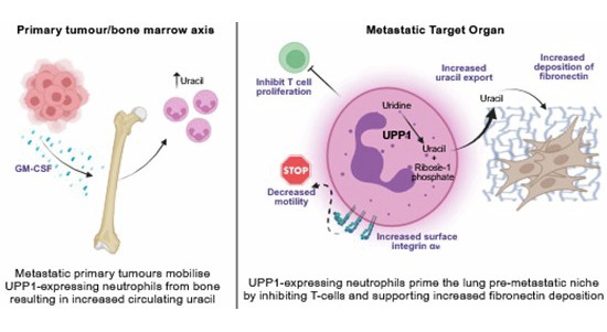 Uridine phosphorylase-1 supports metastasis by altering immune and ...