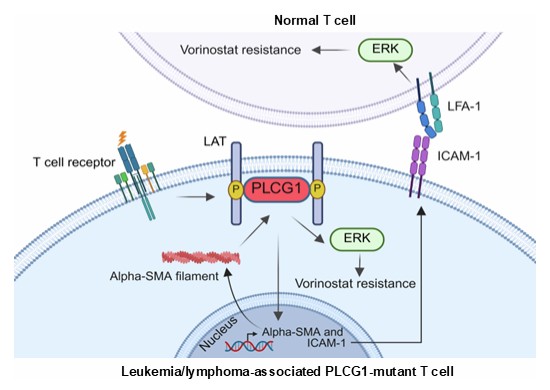 Hyperactive PLCG1 induces cell-autonomous and bystander T cell ...