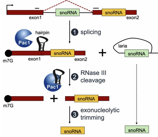 RNase III cleavage sites spread across splice junctions enforce ...