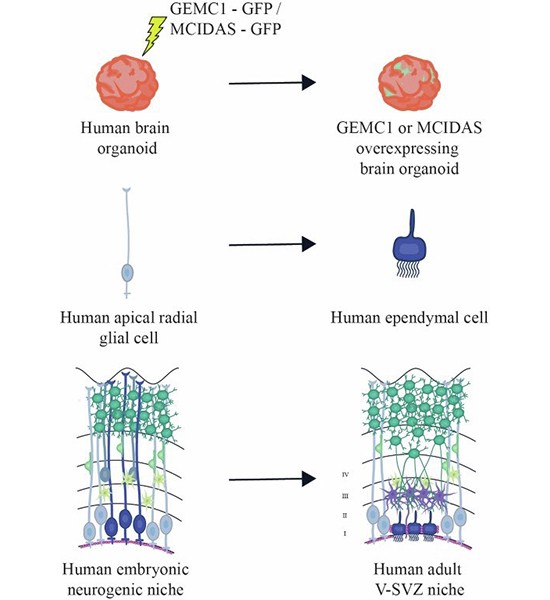 Modelling human adult V-SVZ niche assembly and ependymal cell ...