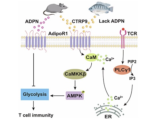 CTRP9 engages AdipoR1 and promotes T cell glycolysis and immunity ...