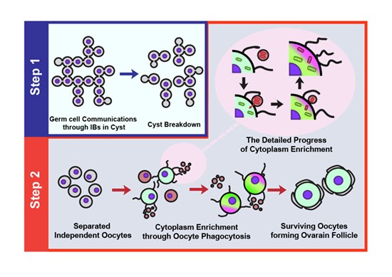 Cyst-independent oocyte phagocytosis builds the female reproductive ...