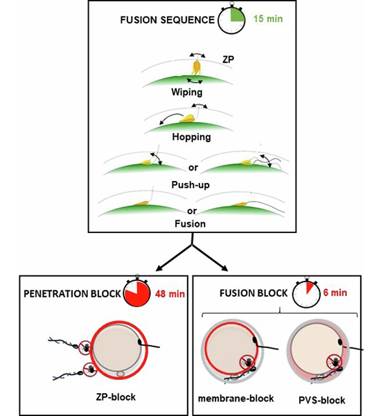 Roles of the zona pellucida in gamete fusion and of the perivitelline ...