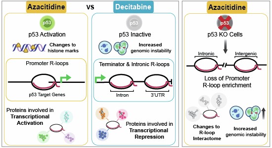 p53 status determines the epigenetic response to demethylating agents ...