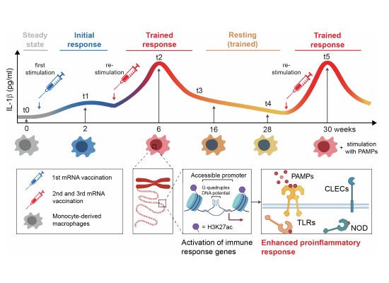 Persistent epigenetic memory of SARS-CoV-2 mRNA vaccination in monocyte ...