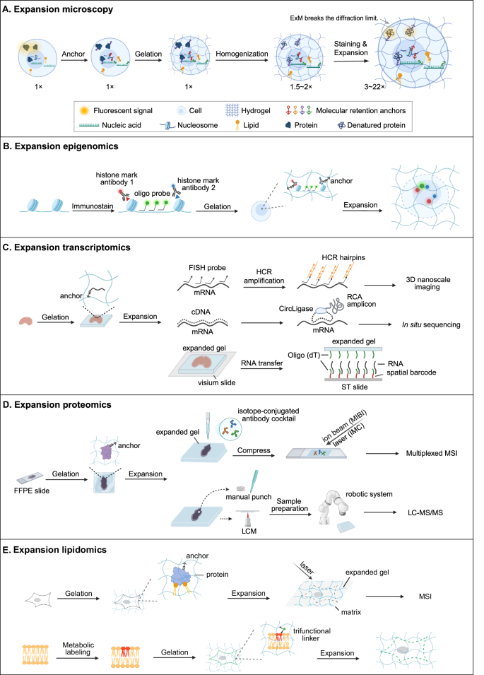 Expansion omics: from expansion microscopy to spatial omics | Molecular ...