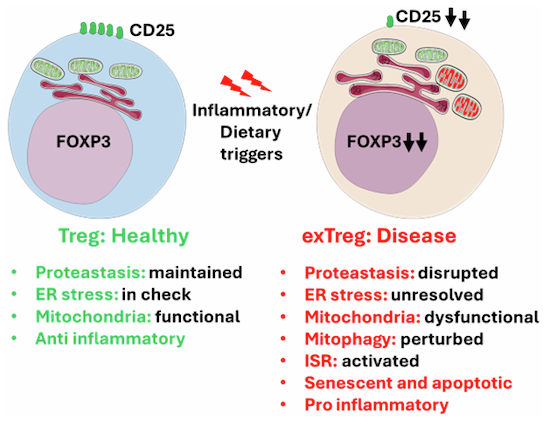 ER stress induced mitochondrial dysfunction drives Treg instability in ...