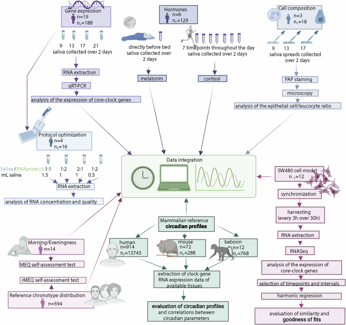 Comprehensive integrative analysis of circadian rhythms in human saliva | npj Biological Timing ...