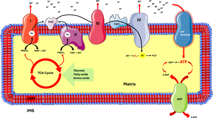 Mitochondrial uncoupling, energy substrate utilization, and brown adipose tissue as therapeutic ...