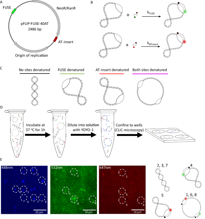 Stemless molecular beacon probes for single-molecule detection of ...