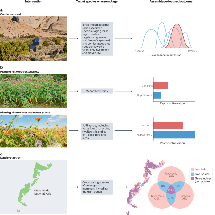 A case for assemblage-level conservation to address the biodiversity ...