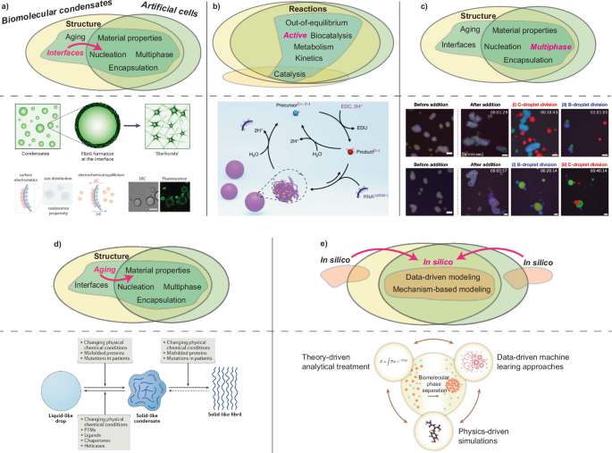 Converging frontiers in biomolecular condensate and synthetic cell ...