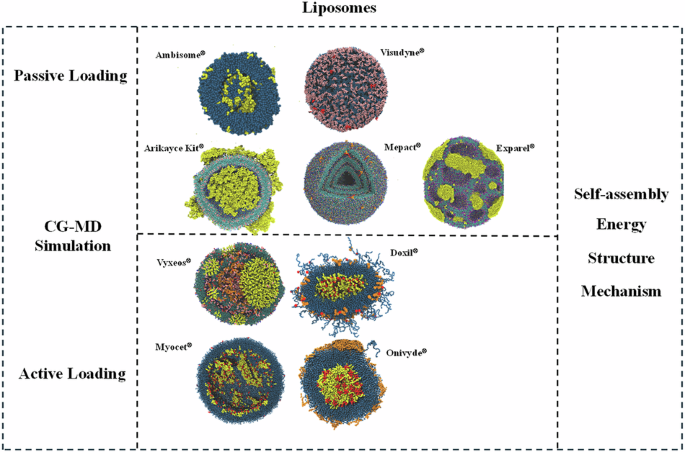 Understanding the molecular insights of marketed liposomal drugs using ...