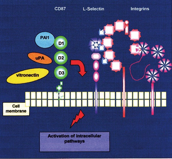 CD87 (urokinase-type plasminogen activator receptor), function and ...