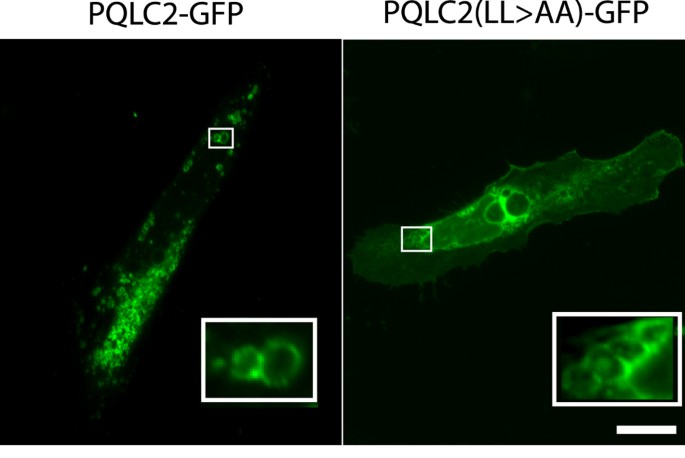 The AP-3 adaptor complex mediates sorting of yeast and mammalian PQ ...