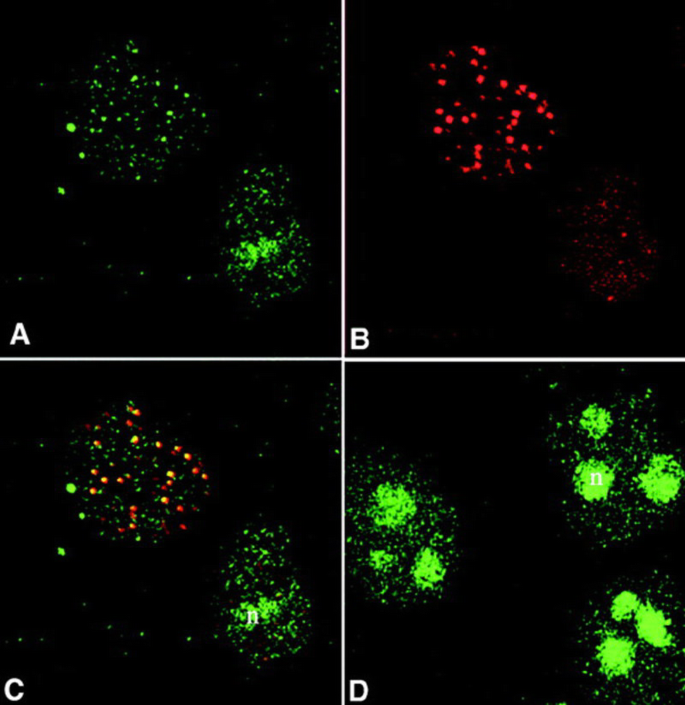 Werner's syndrome protein (WRN) migrates Holliday junctions and co ...