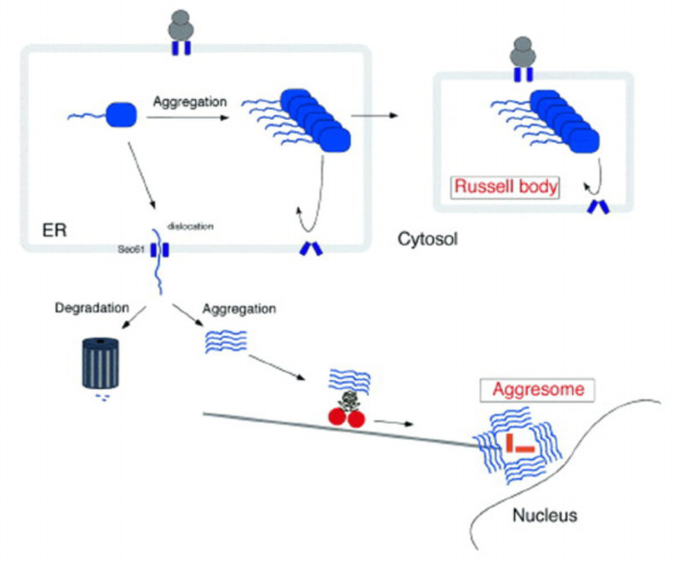 Aggresomes and Russell bodies | EMBO Reports