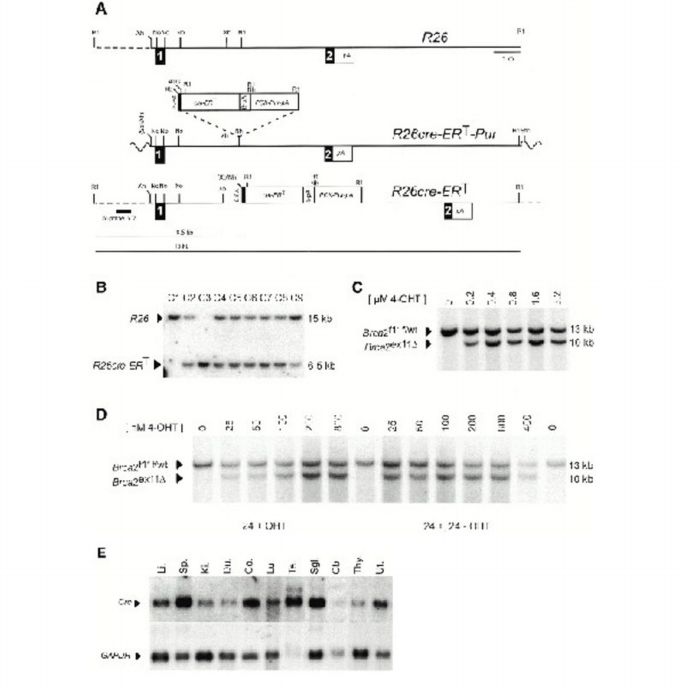 A highly efficient ligand‐regulated Cre recombinase mouse line shows ...