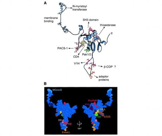 Structure–function relationships in HIV‐1 Nef | EMBO Reports | Springer ...