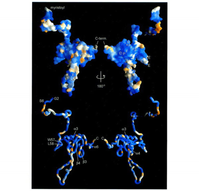Structure–function relationships in HIV‐1 Nef | EMBO Reports | Springer ...