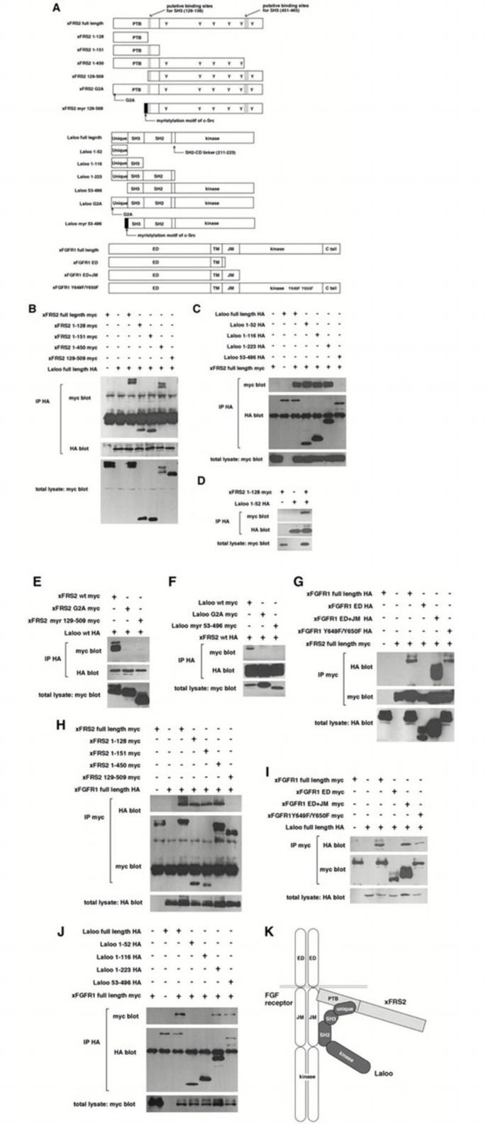 Xenopus FRS2 is involved in early embryogenesis in cooperation with the ...