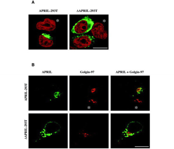 Biologically active APRIL is secreted following intracellular ...