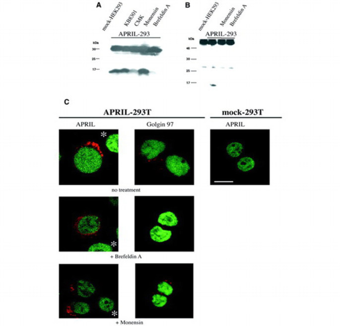 Biologically active APRIL is secreted following intracellular ...
