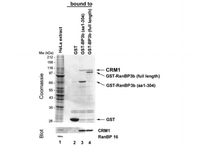 RanBP3 influences interactions between CRM1 and its nuclear protein ...
