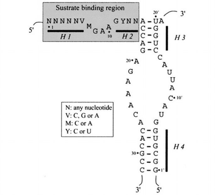 Selection of targets and the most efficient hairpin ribozymes for ...