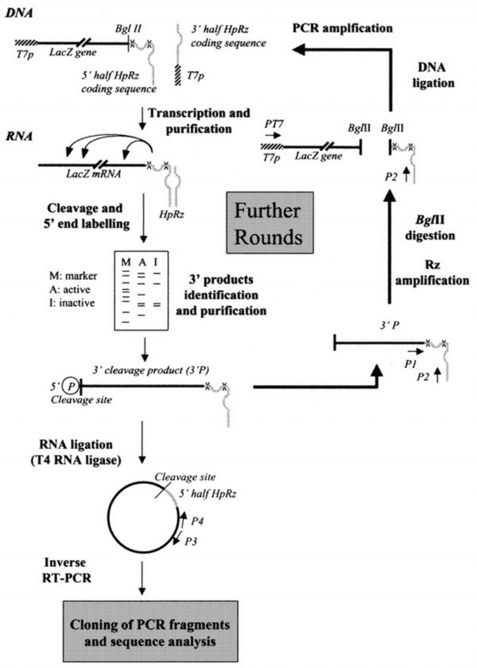 Selection of targets and the most efficient hairpin ribozymes for ...