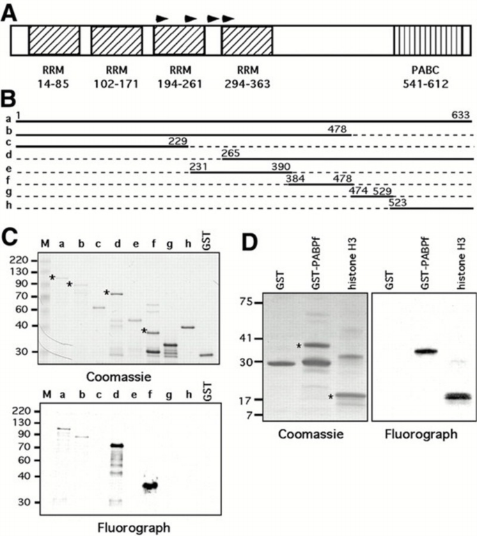 PABP1 identified as an arginine methyltransferase substrate using high ...