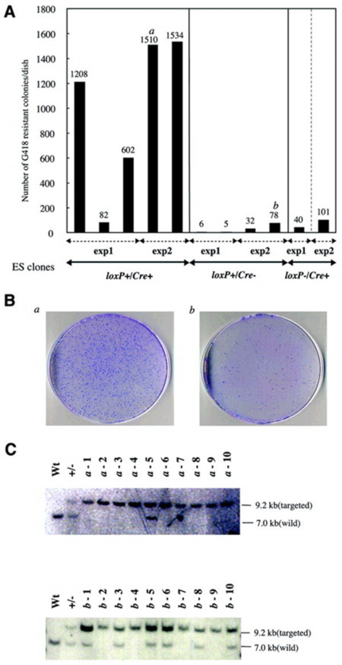 Efficient biallelic mutagenesis with Cre/loxP‐mediated inter ...