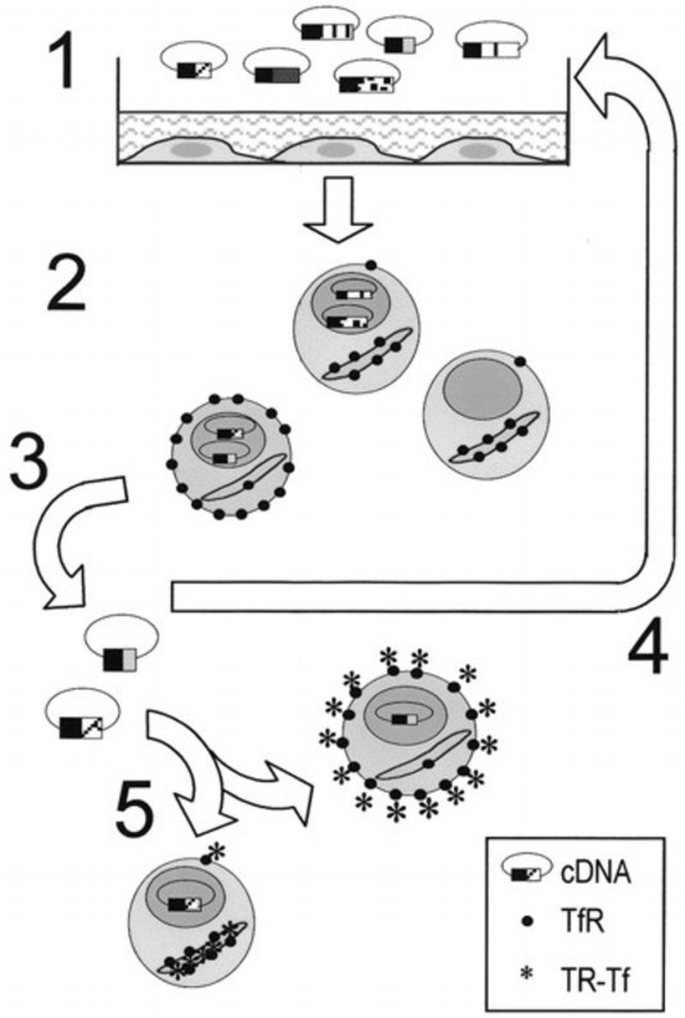 An efficient genetic screen in mammalian cultured cells | EMBO Reports ...