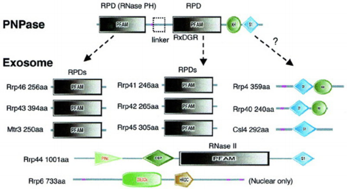A complex prediction: three‐dimensional model of the yeast exosome ...