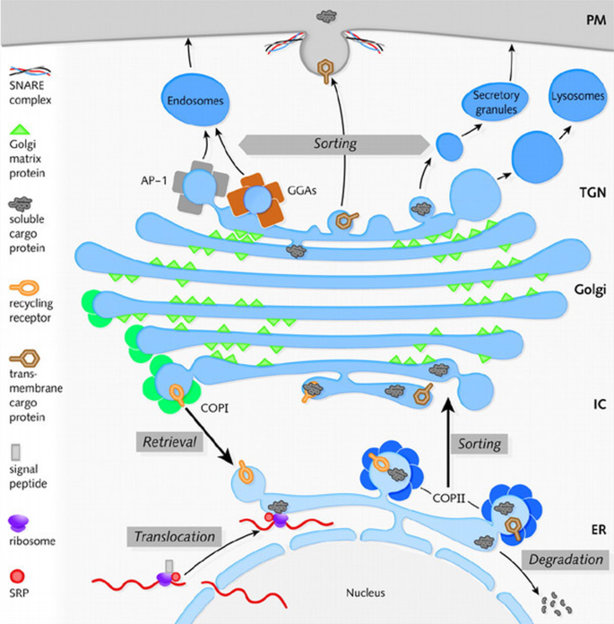 Navigating the secretory pathway | EMBO Reports
