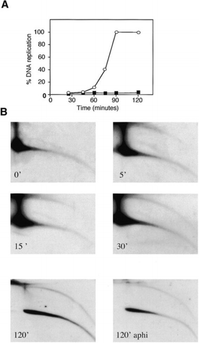 Formation of extrachromosomal circles from telomeric DNA in Xenopus ...