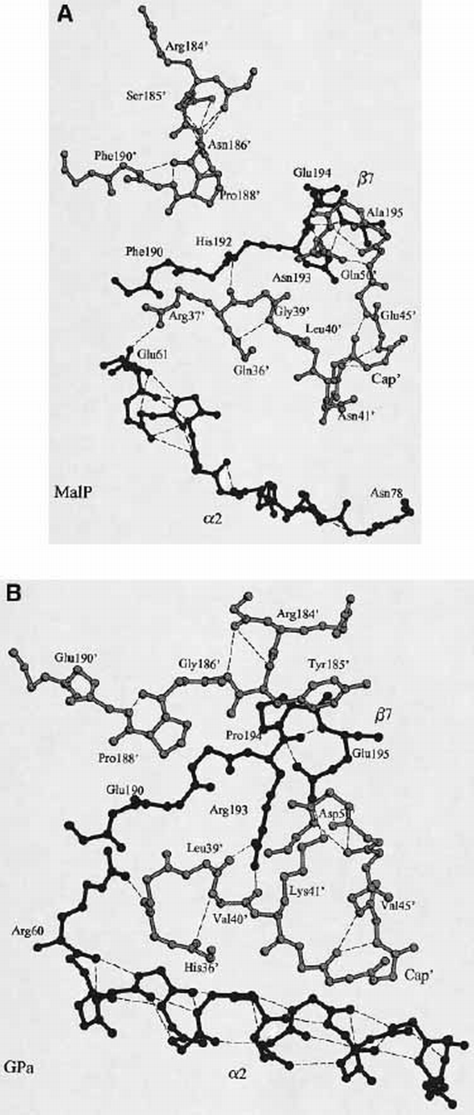 The crystal structure of Escherichia coli maltodextrin phosphorylase ...